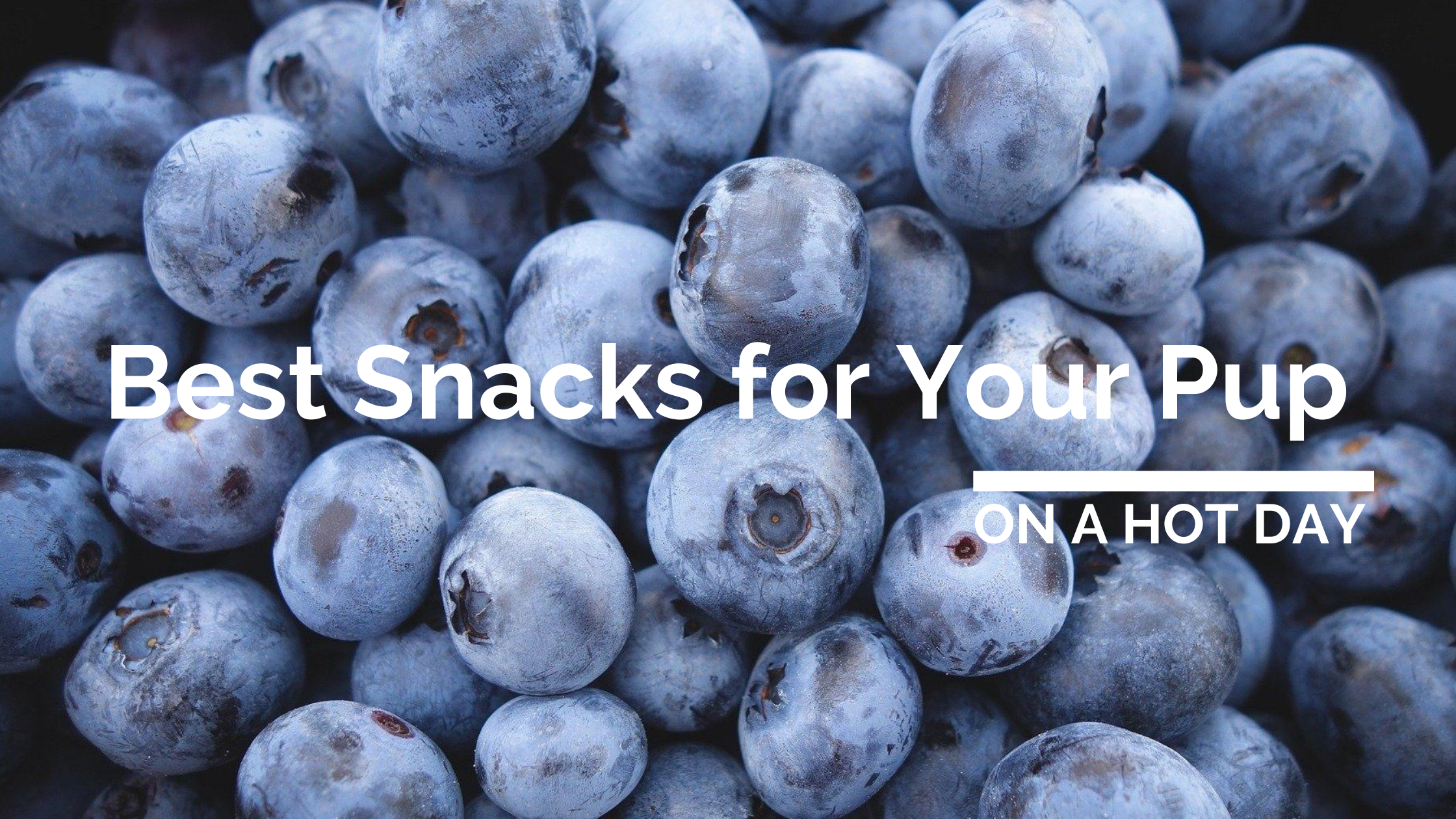 Snacks to Keep Your Pup Cool on a Hot Summer Day – Natural Hounds